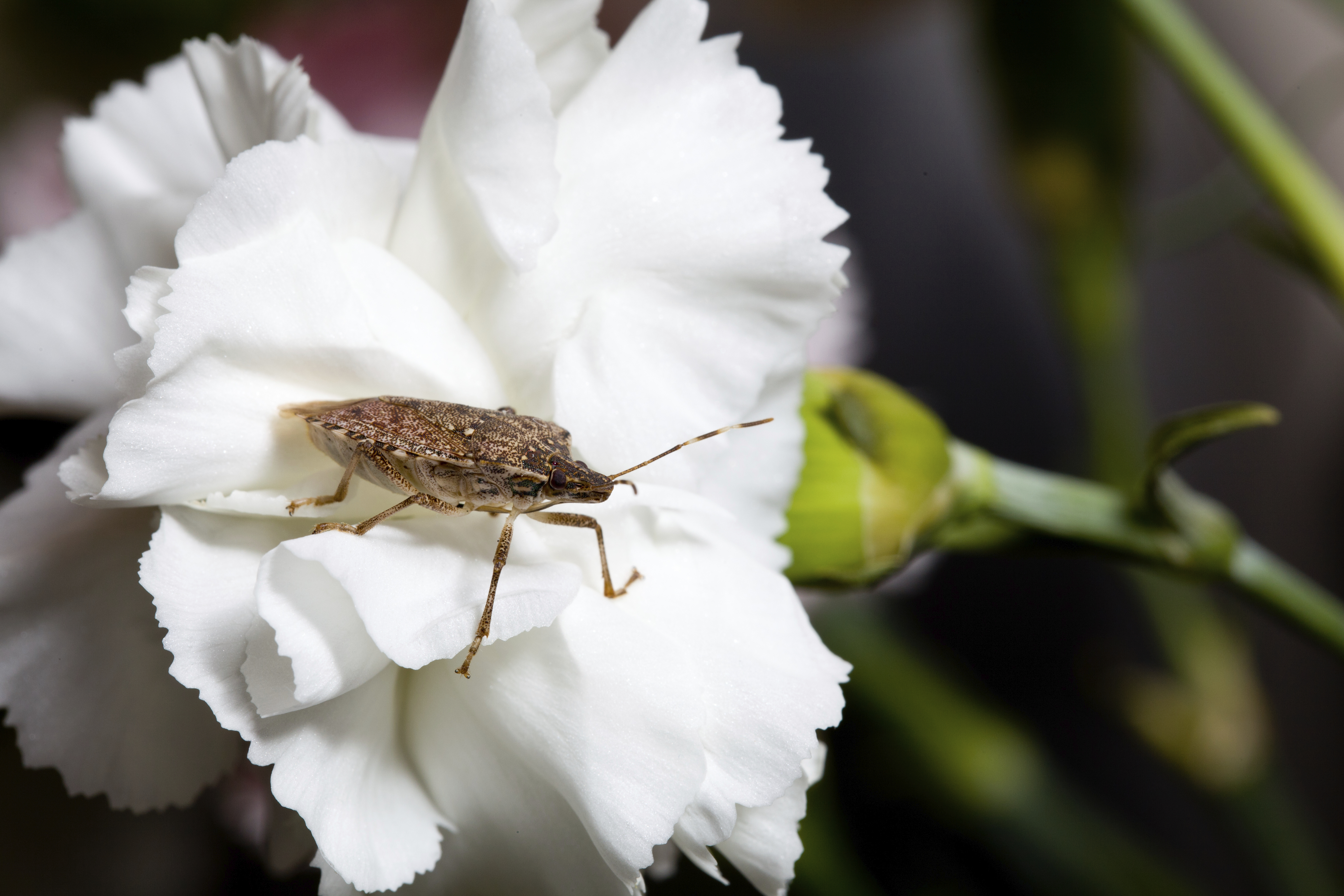 Garden Calendar: ‘Skunk of the insect world,’ stink bug a loathesome ...